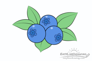 How to Draw Blueberries Step by Step - EasyLineDrawing