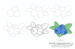 How to Draw Blueberries Step by Step - EasyLineDrawing