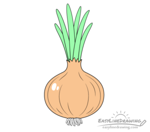 How to Draw an Onion Step by Step - EasyLineDrawing