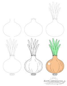 How to Draw an Onion Step by Step - EasyLineDrawing