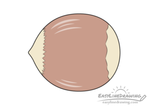 How to Draw a Hazelnut Step by Step - EasyLineDrawing