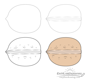 How to Draw a Walnut Step by Step - EasyLineDrawing