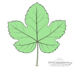 How to Draw a Grape Leaf Step by Step - EasyLineDrawing