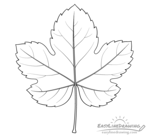 How to Draw a Grape Leaf Step by Step - EasyLineDrawing