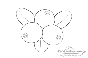 How to Draw Cranberries Step by Step - EasyLineDrawing