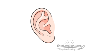 How to Draw an Ear Step by Step (Easy) - EasyLineDrawing