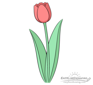 How to Draw a Tulip Step by Step - EasyLineDrawing
