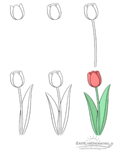 How to Draw a Tulip Step by Step - EasyLineDrawing