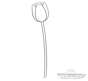 How to Draw a Tulip Step by Step - EasyLineDrawing
